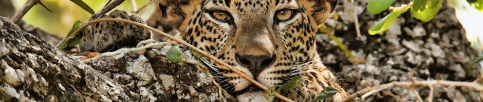 Wild animals – using Tamron 150-600 mm | Expressive photos